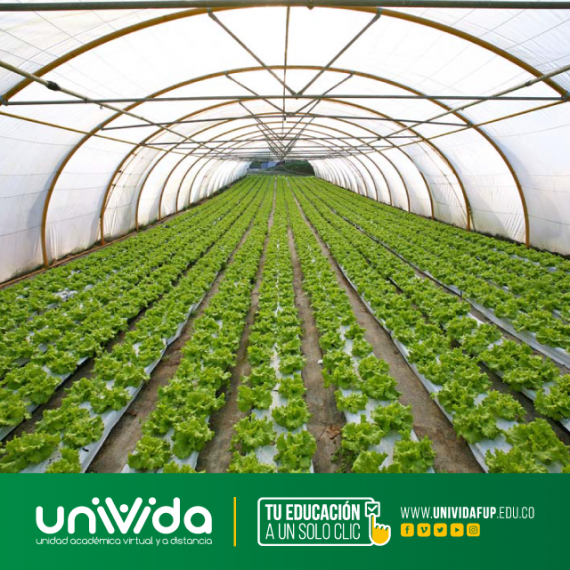 Producción Agrícola Transitoria | UNIVIDA